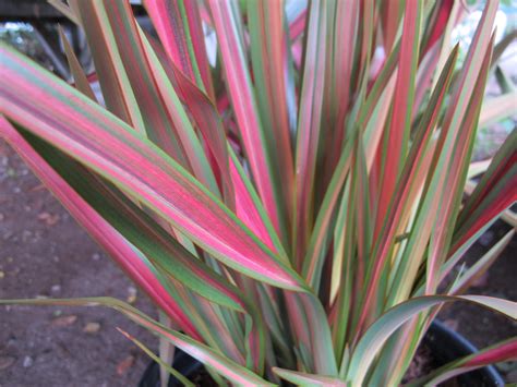 Phormium Jester Native Sons Wholesale Nursery Phormium Jester Native Sons Wholesale Nursery