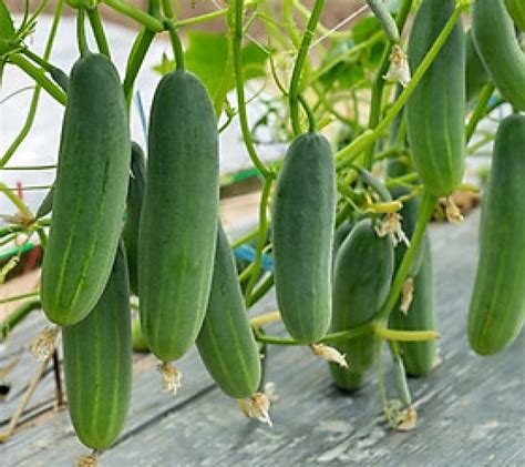 Sản Phẩm