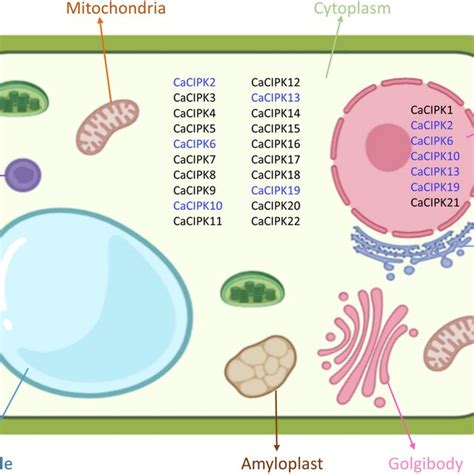 Subcellular Localization Of Chickpea Cipk Proteins Localization Was