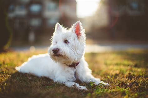 West Highland White Terrier Dog Breed Information Images