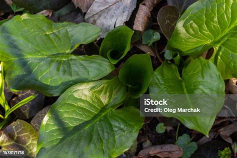 뻐꾸기 또는 Arum Maculatum 화살표 모양의 잎 가족 Araceae의 삼림 유독 식물 화살표 모양의 나뭇잎입니다 다른