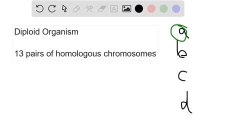 Question 4 1 Pts If A Diploid Organism Has 26 Chromosomes Total In Each
