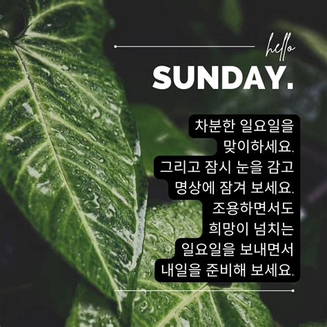 일요일 아침 인사말 문구 이미지 모음