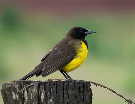 Sabiá de peito amarelo características reprodução habita