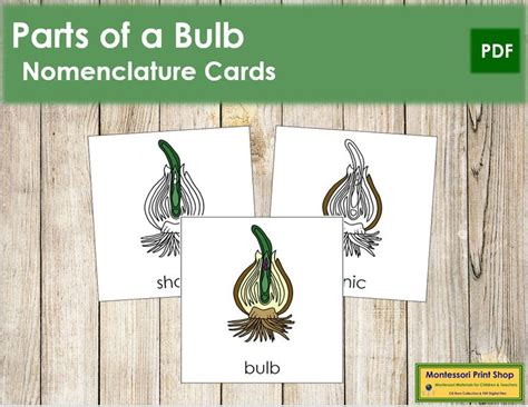 Parts Of A Bulb Nomenclature 3 Part Cards Montessori Botany Printable