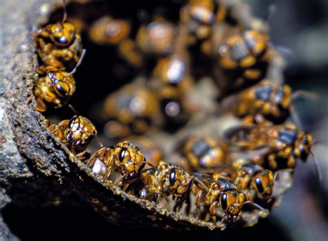 Nueve Especies De Abejas Silvestres Fueron Descubiertas En El Huila