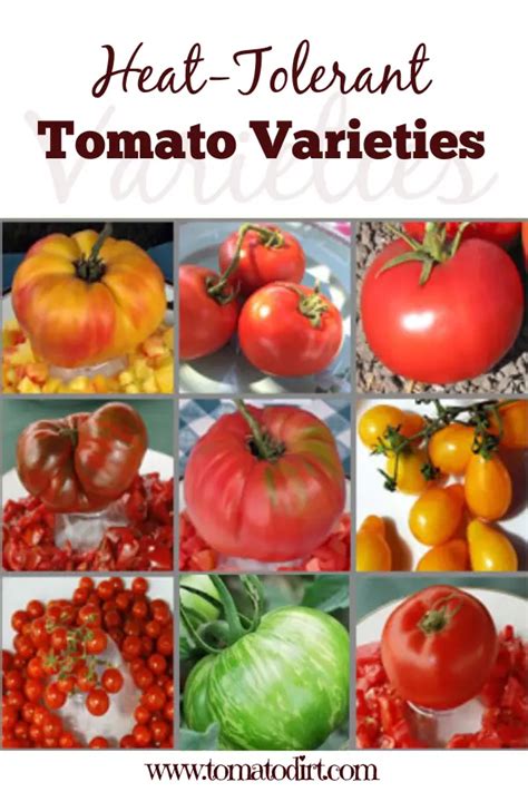 Heat Tolerant Tomato Varieties Which Types Of Tomatoes Resist Heat