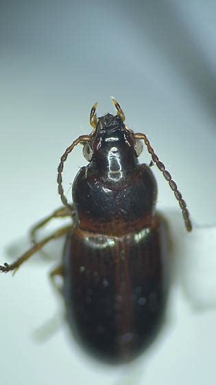 Bradycellus Politus Bugguidenet