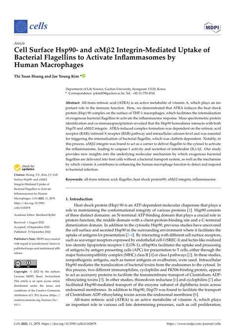 Pdf Cell Surface Hsp90 And αmβ2 Integrin Mediated Uptake Of