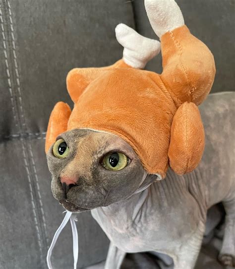 Miss Nugget Was Feeling Very Festive This Thanksgiving R Sphynx