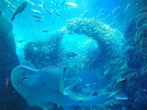 新江之岛水族馆 DiGJAPAN