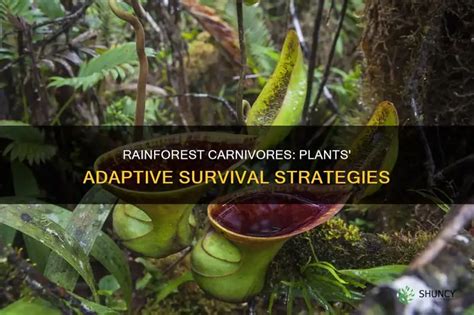Rainforest Carnivores Plants Adaptive Survival Strategies Shuncy