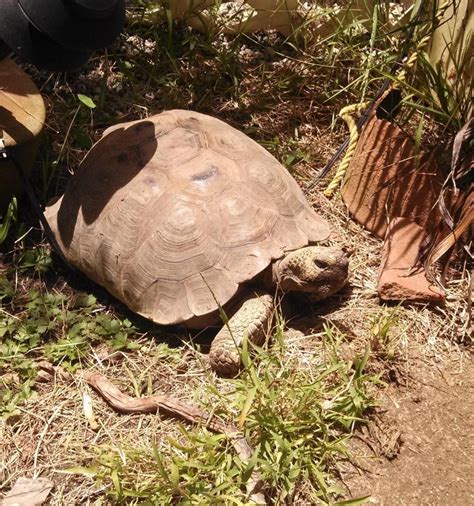 Meet Speedy The Mojave Desert Tortoise R Tortoise