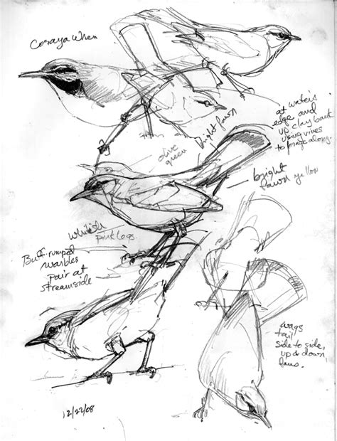 Pencil Drawing Pictures Of Birds At Getdrawings Free Download