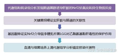 菌群功能再突破！cell Metab：肠道乳杆菌可促进肝脏解毒功能 知乎