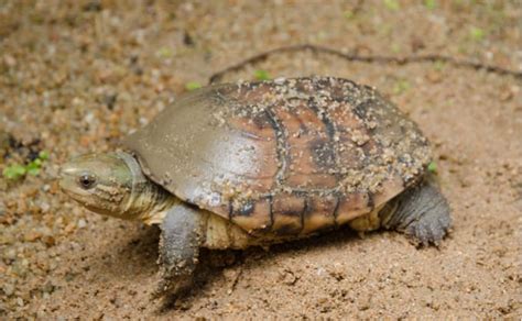 ミナミイシガメの飼育方法寿命や価格ヤエヤマとの違いは WORIVER