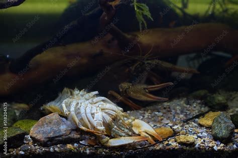 Exoskeleton Of Narrow Clawed Crayfish After Molting With Crustacean