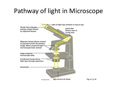 Polarizing Light Microscopy