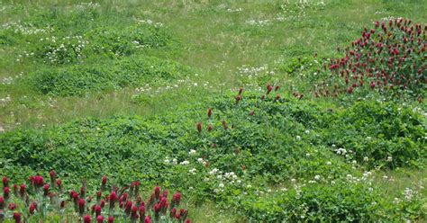 Danger Garden A Field Of Clovers