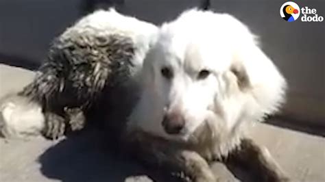 Dog Stranded On Highway Rescued By Awesome Woman Adult Language Used