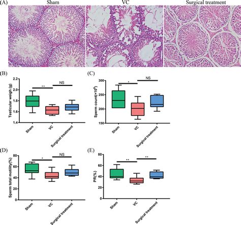 He Staining Of Rat Testicular Tissues Basic Parameters And Semen