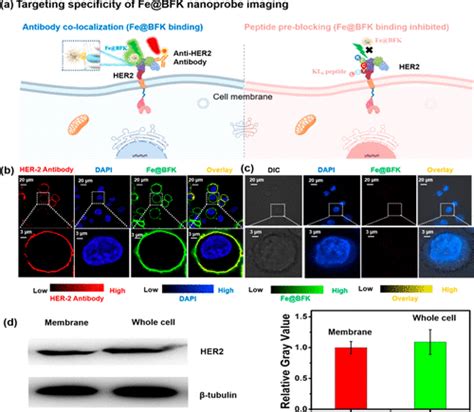 Multifunctional Nanoprobe For 3d Nanoresolution Imaging Of Intact Cell Her2 Protein With Hard X