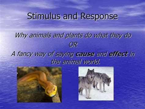 External Stimuli 1 Ppt