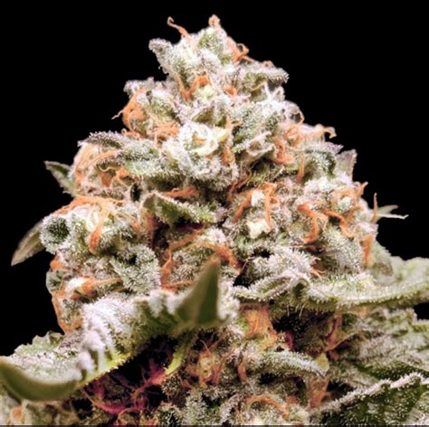 Rainbow Mints Auto 00 Seeds Fem Autoflower Seeds Multiverse Beans