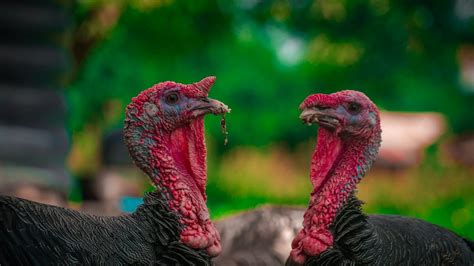 Más de 10 000 imágenes gratis de Pavos y Pavo Real Pixabay