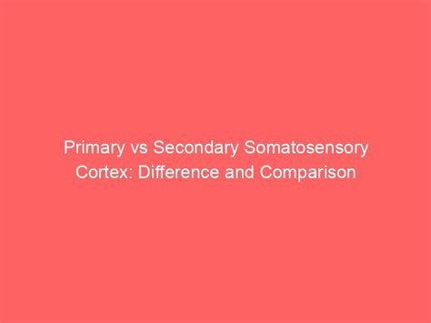 Primaire Versus Secundaire Somatosensorische Cortex Verschil En