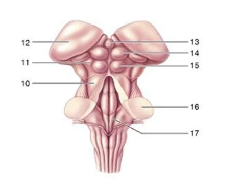 Brain Stem Diagram Quizlet Brain Stem Diagram Quizlet