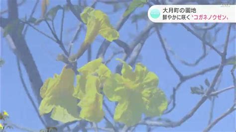 鮮やかに咲く“コガネノウゼン” 町営キャンプ場も新装オープン（高知・大月町） Youtube