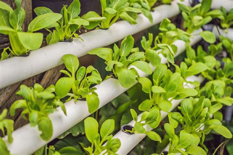 Carbon Negative Farming And The Role Hydroponics Plays