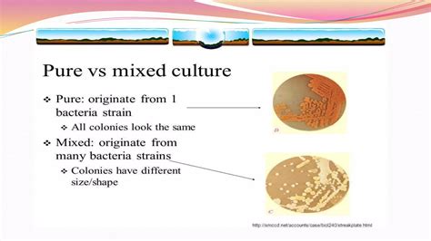 Isolation Of Industrial Microorganisms Pptx