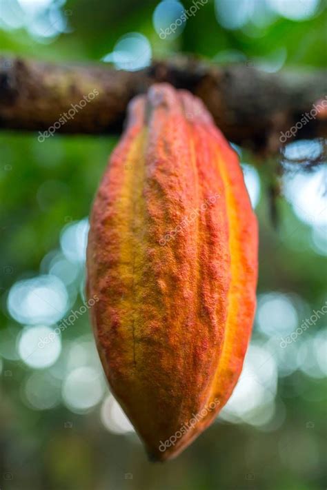Cocoa Fruit Hanging On Tree Stock Photo Mazzzur 154180150
