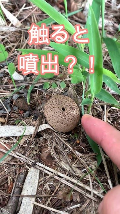 触ると胞子を噴出するきのこ『ホコリタケ』に出会いました ホコリタケ きのこ 胞子 Youtube