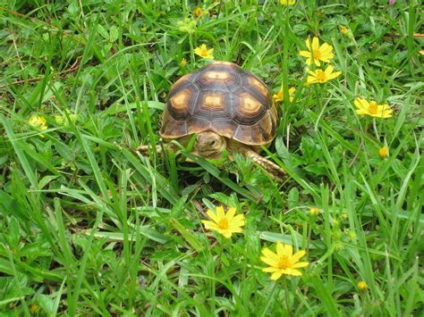 The Turtle Show Fun Fact Friday The Prehistoric Looking Alligator