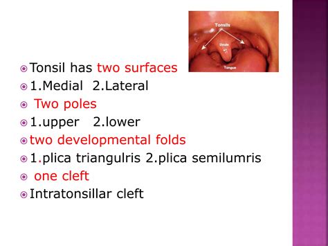 Tonsil Anatomy And Acute Tonsil Pptx