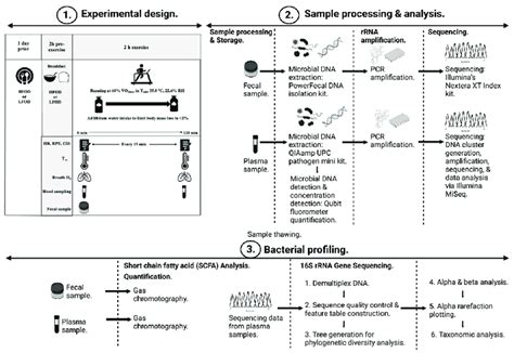 Schematic Description Of Experimental And Sample Analytical Procedures Download Scientific