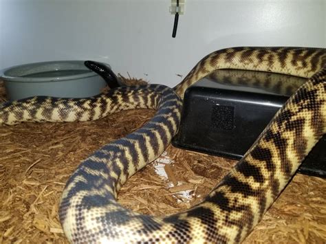 Black Headed Python Progression Thread Page 3