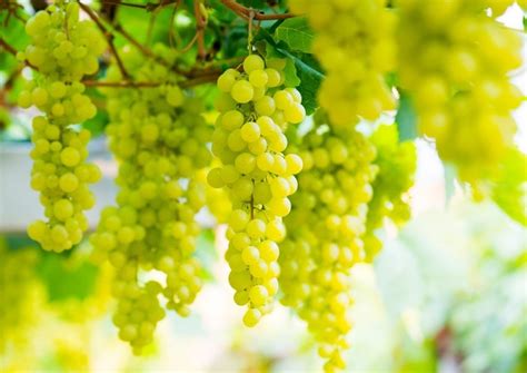 Αμπέλι προσοχή στις ασθένειες Plantsymptoms