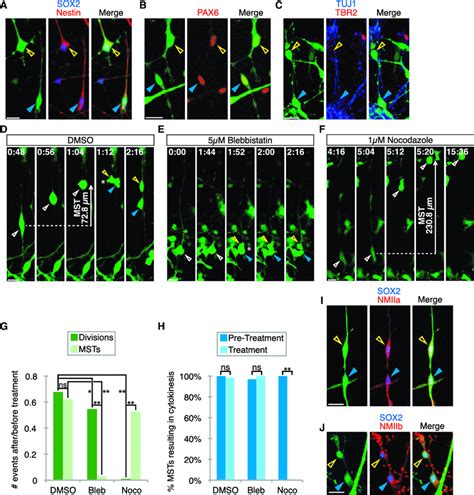 Dissociated Human Cortical Progenitor Cells Express Org Cell Markers