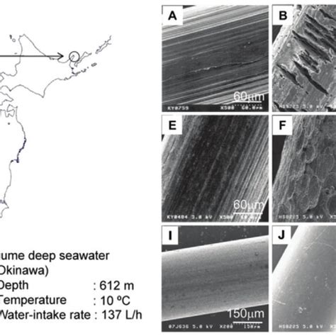 Schematic Representation Of The Different Steps Involved In