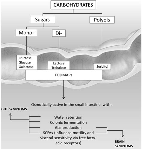 Nutrients Special Issue Lactose Intolerance Biology Genetics And