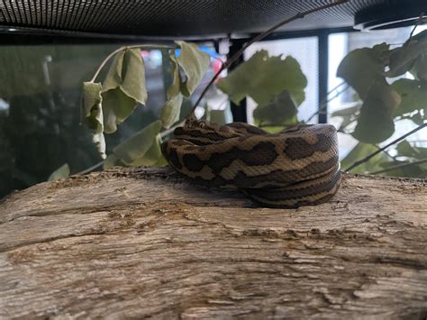 Carpet Python Humidifier Rsnakes Carpet Python Humidifier Rsnakes