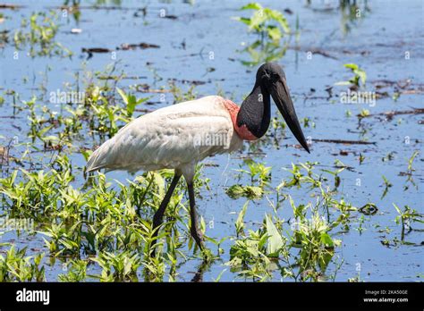 Beautiful View To Jabiru Stork Bird In The Brazilian Pantanal Stock