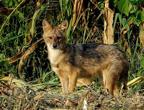 Čagljevi Se šire Hrvatskom I Prijete Srnećoj Divljači