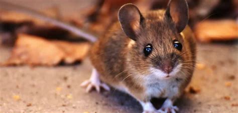 Frequent Questions About Mice Welcome Wildlife