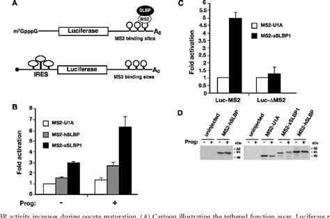 Figure 1 From The Stem Loop Binding Protein Stimulates Histone