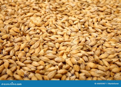 Granos De Avena Naturales Fondo Primer Imagen De Archivo Imagen De Cereal Planta